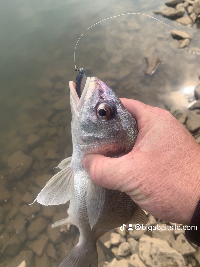 2” Stingertail Threadfin Shad QTY 20 - Etsy