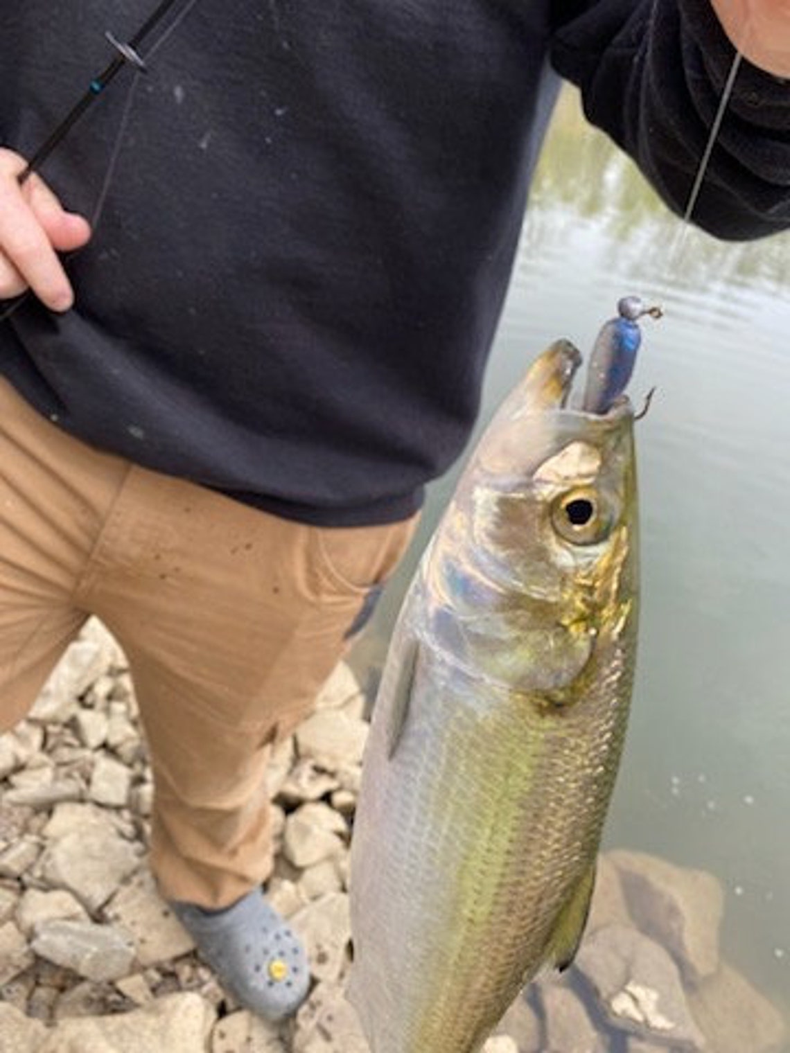 2” Stingertail Threadfin Shad QTY 20 - Etsy
