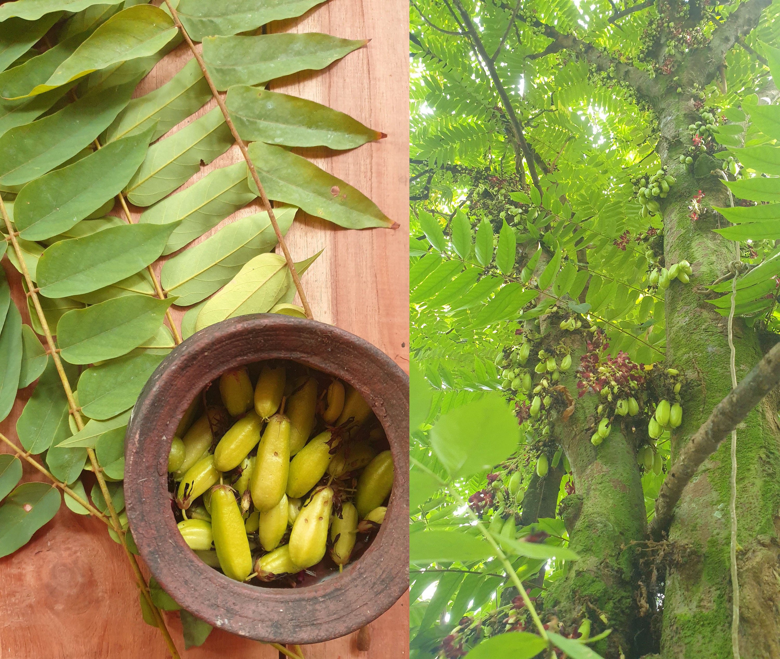 15x Averrhoa Bilimbi Tree Seeds Cucumber Sorre Bimbul - Etsy UK