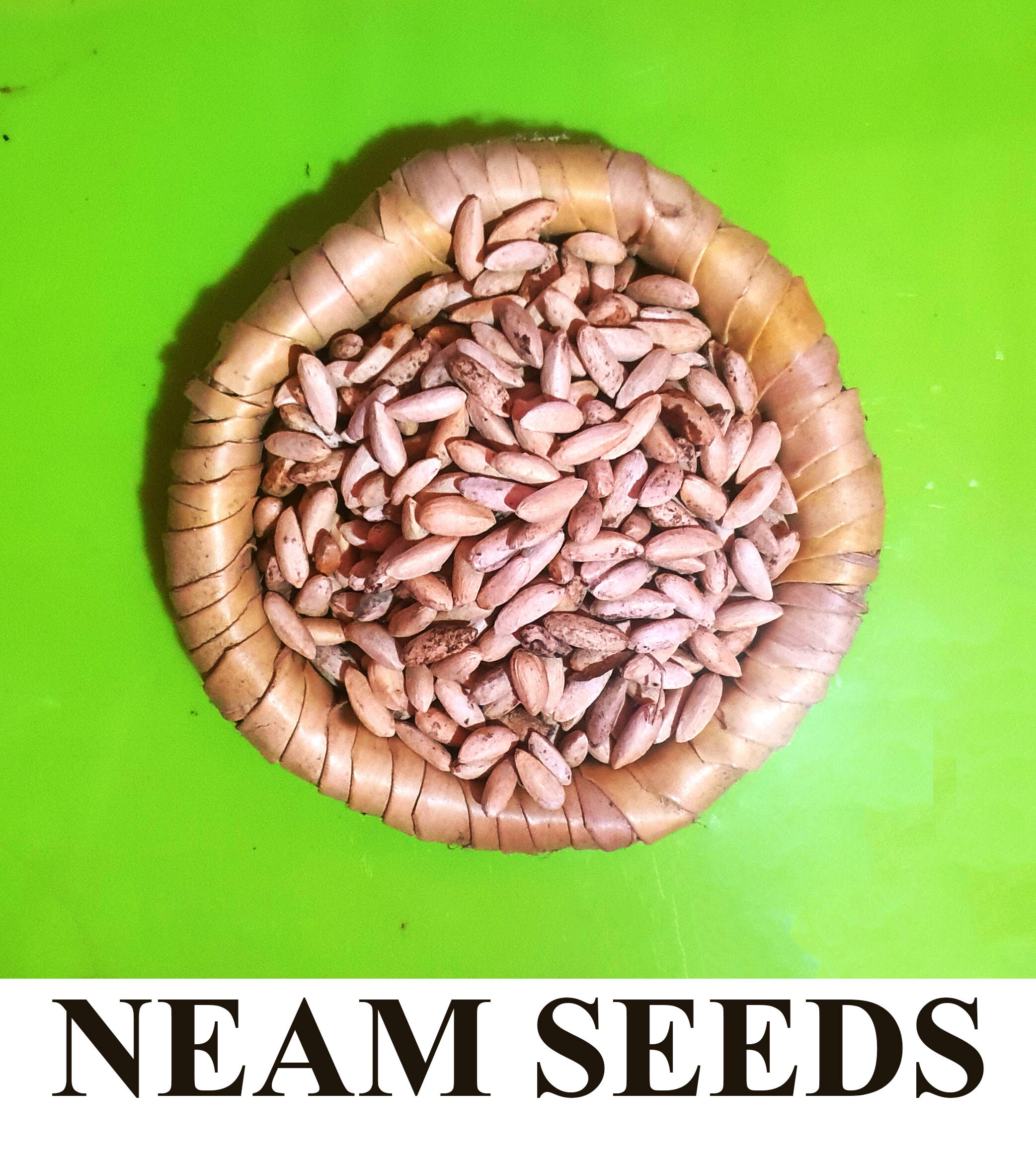 Organic Dried NEEM Fruit SEEDS NIMBOLI Azadirachta Indica Free | Etsy