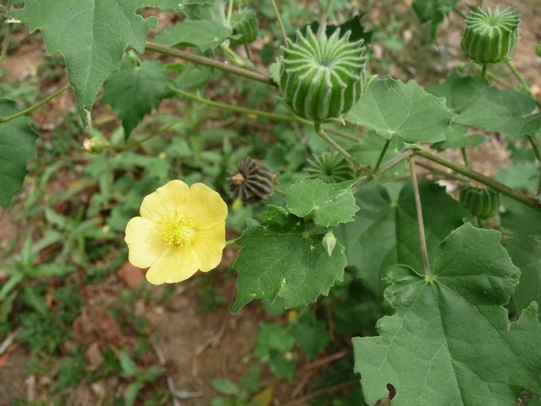 Rare Indian Mallow Leaves Dried Abutilon Indicum Leaf Balbeej Kanghi - Etsy
