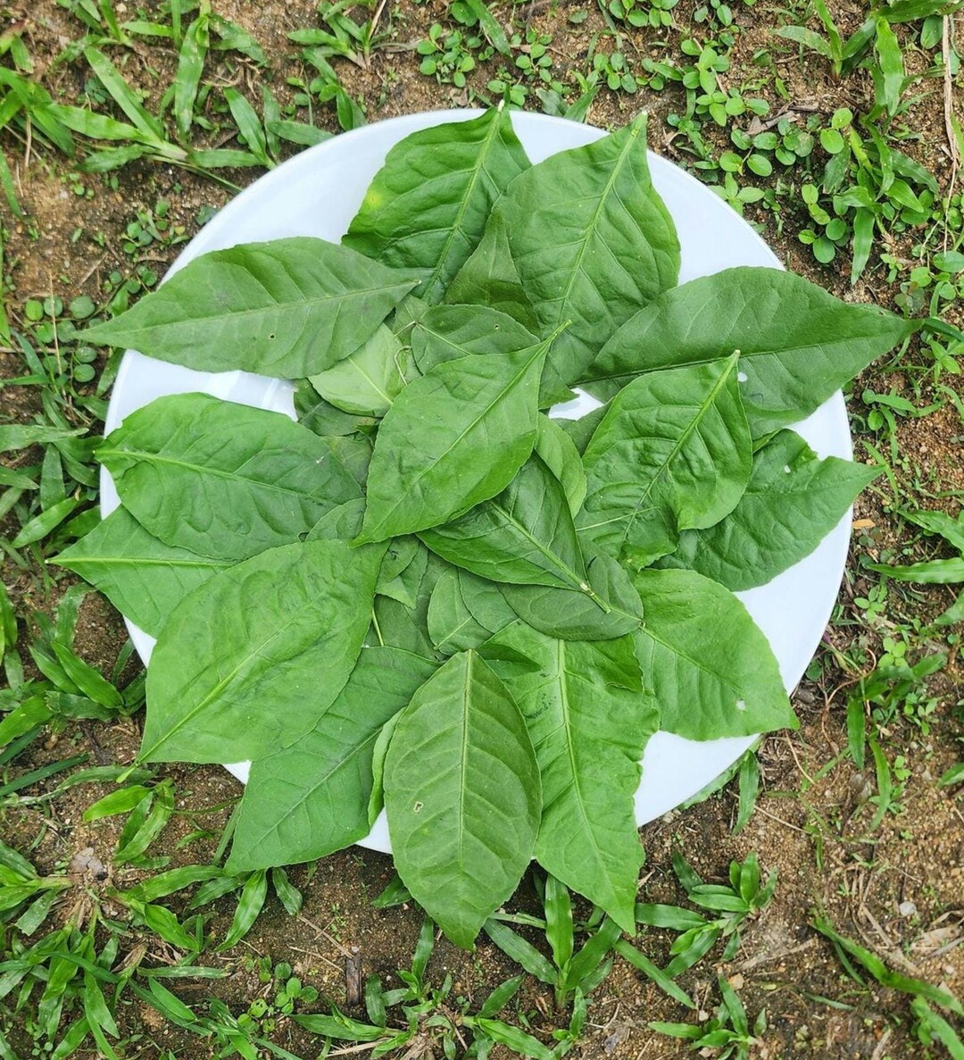 Bael Leaves, Dried Bilva Leaves, Dried Bel Patra,dried Leaves, BAEL ...