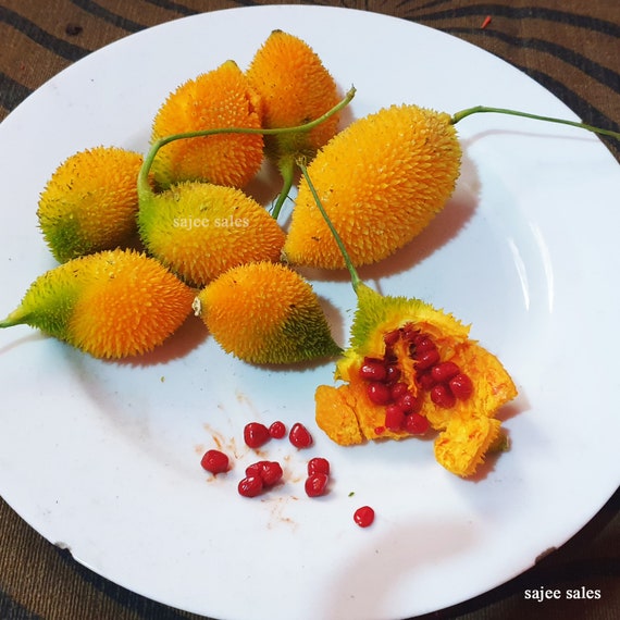 Home & Living bristly balsam pear Vegetable seeds kakrol 10 Spiny Gourd ...