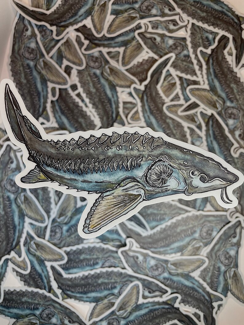 Sturgeon Vinyl Decal - | Fish | Outdoor | Fishing | Wildlife and Animal ...