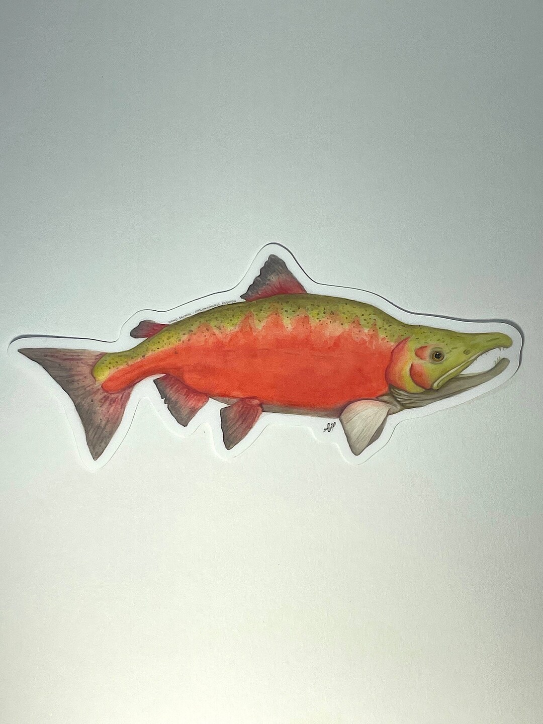 Coho Salmon Vinyl Decal - | Fish | Outdoor | Fishing | Wildlife and ...