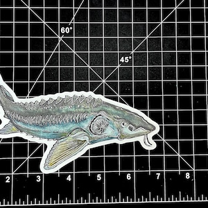 Sturgeon Vinyl Decal - | Fish | Outdoor | Fishing | Wildlife and Animal ...