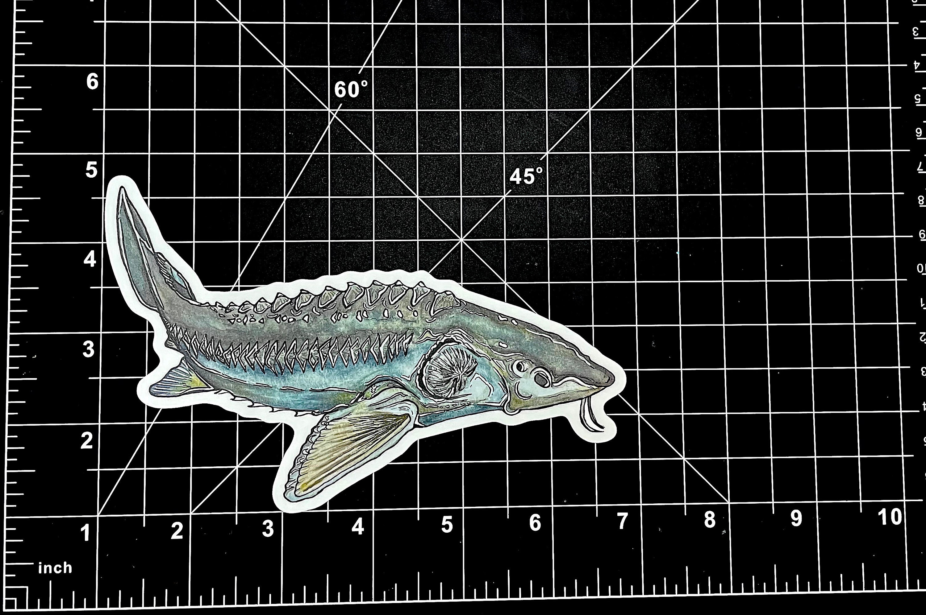 Sturgeon Vinyl Decal - | Fish | Outdoor | Fishing | Wildlife and Animal ...