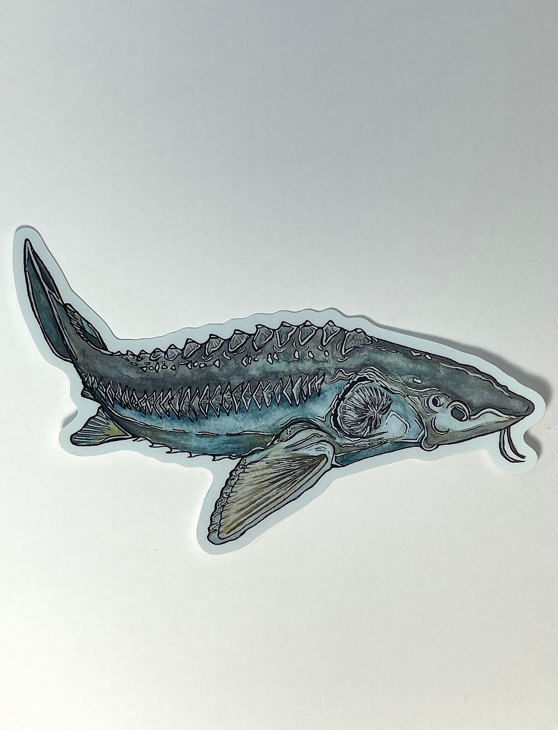 Sturgeon Vinyl Decal - | Fish | Outdoor | Fishing | Wildlife and Animal ...