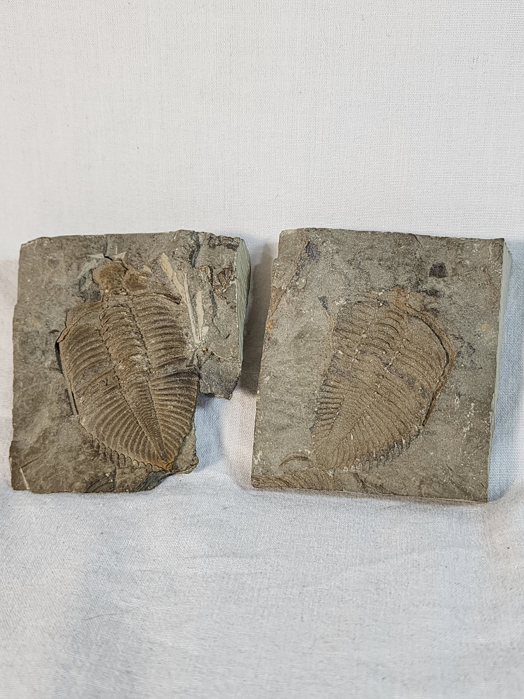 Fossil Trilobite, Positive and Negative, 3" X 2.5" (x2) - Etsy