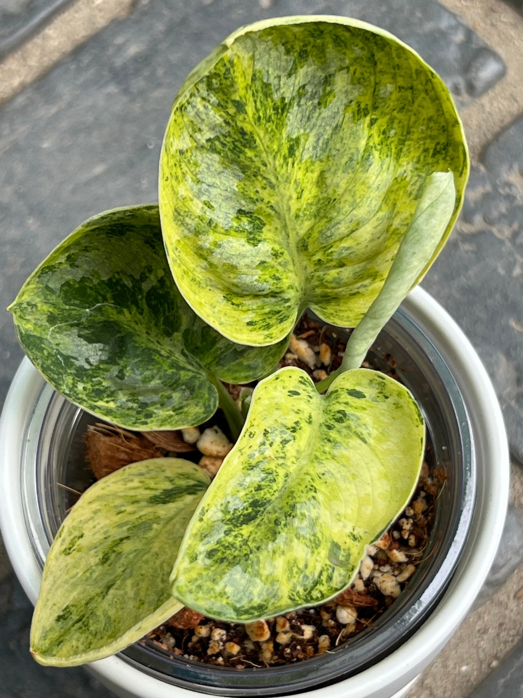 US SELLER Scindapsus Tembaga - Etsy