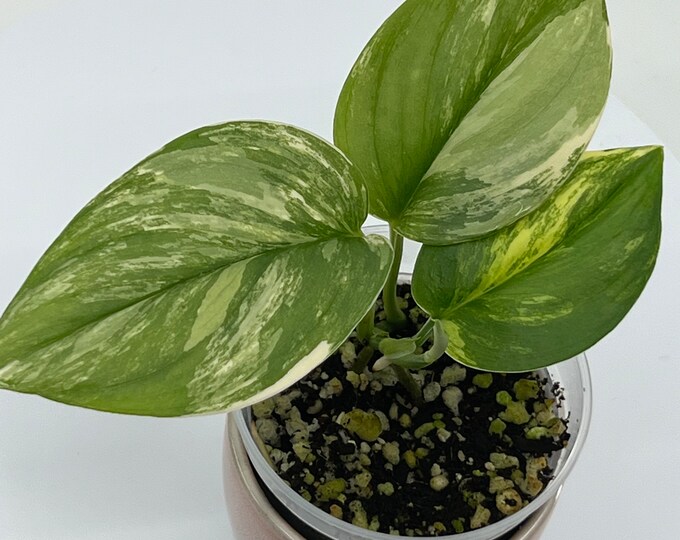 US SELLER Scindapsus Rubicon Variegated - Etsy