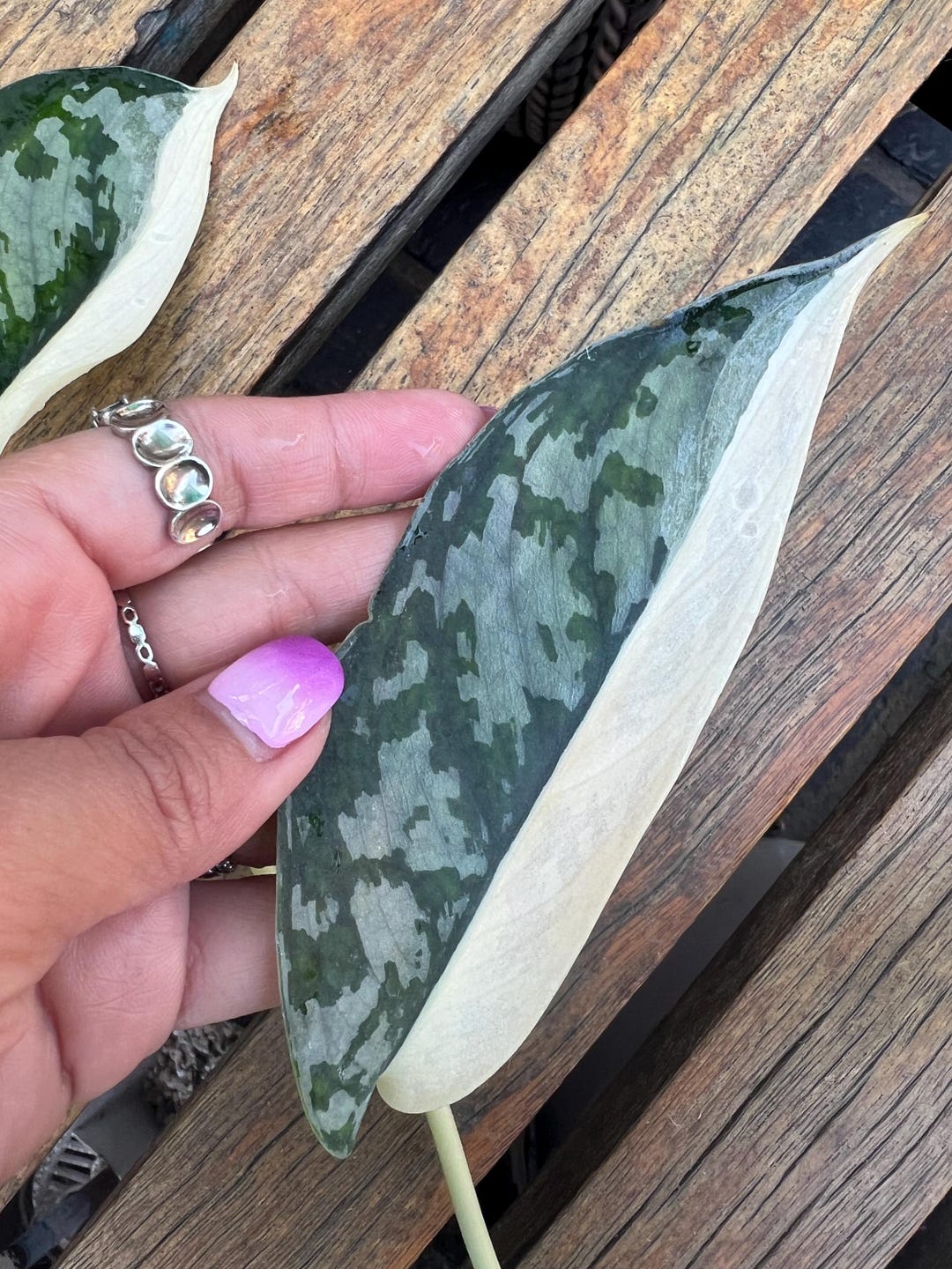 US SELLER Scindapsus Pictus 'lakambini' Unrooted Cutting (grower’s ...