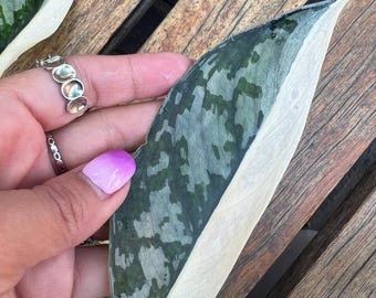US SELLER Scindapsus Tembaga - Etsy