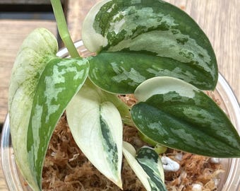 US SELLER Scindapsus Tembaga - Etsy