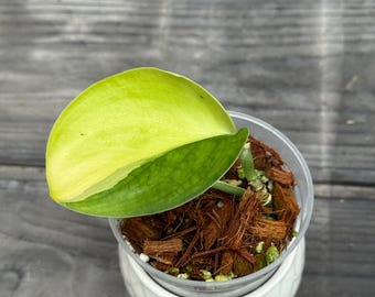 US SELLER Scindapsus Tembaga - Etsy