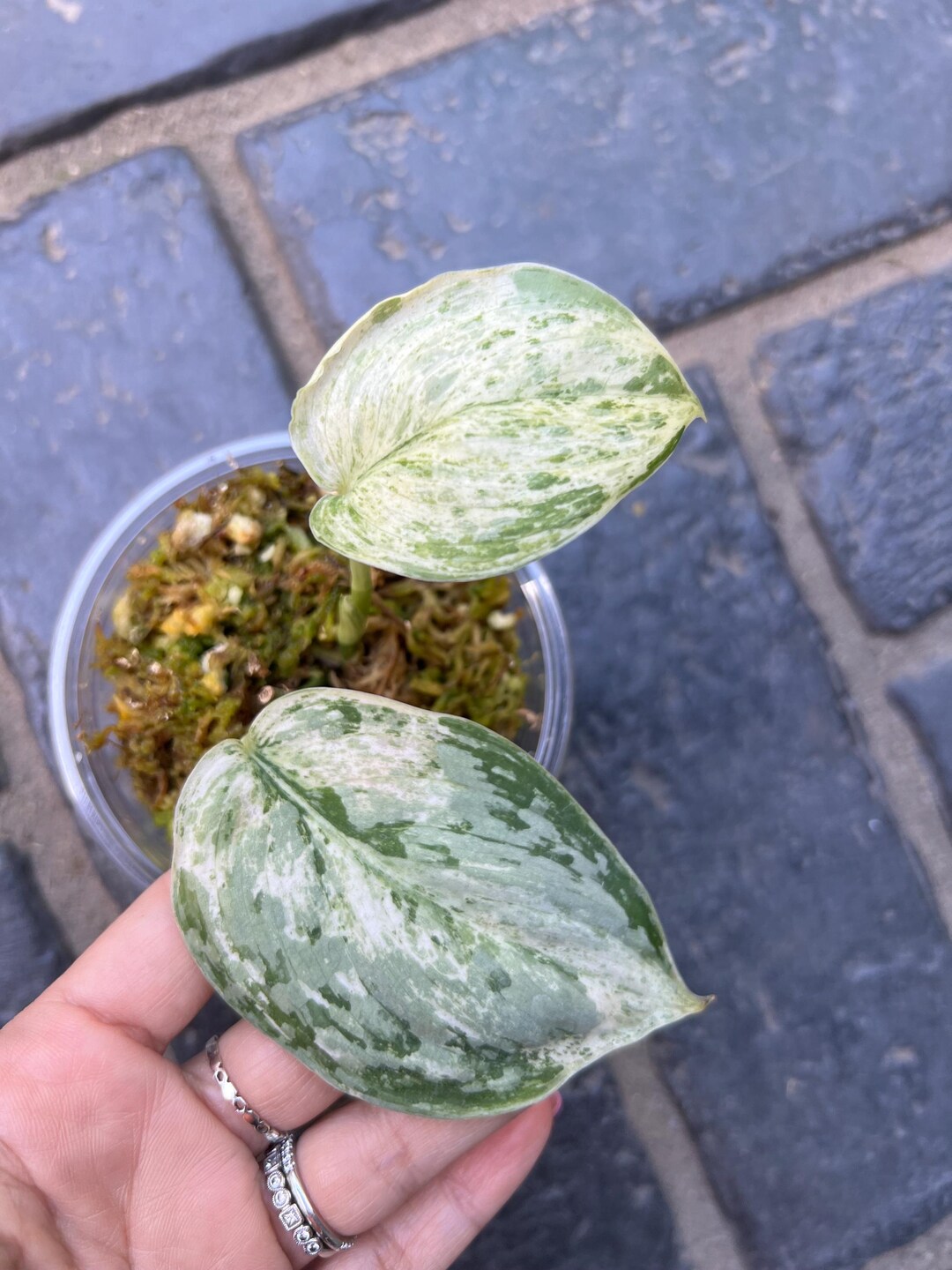 US SELLER Scindapsus Peasun - Etsy