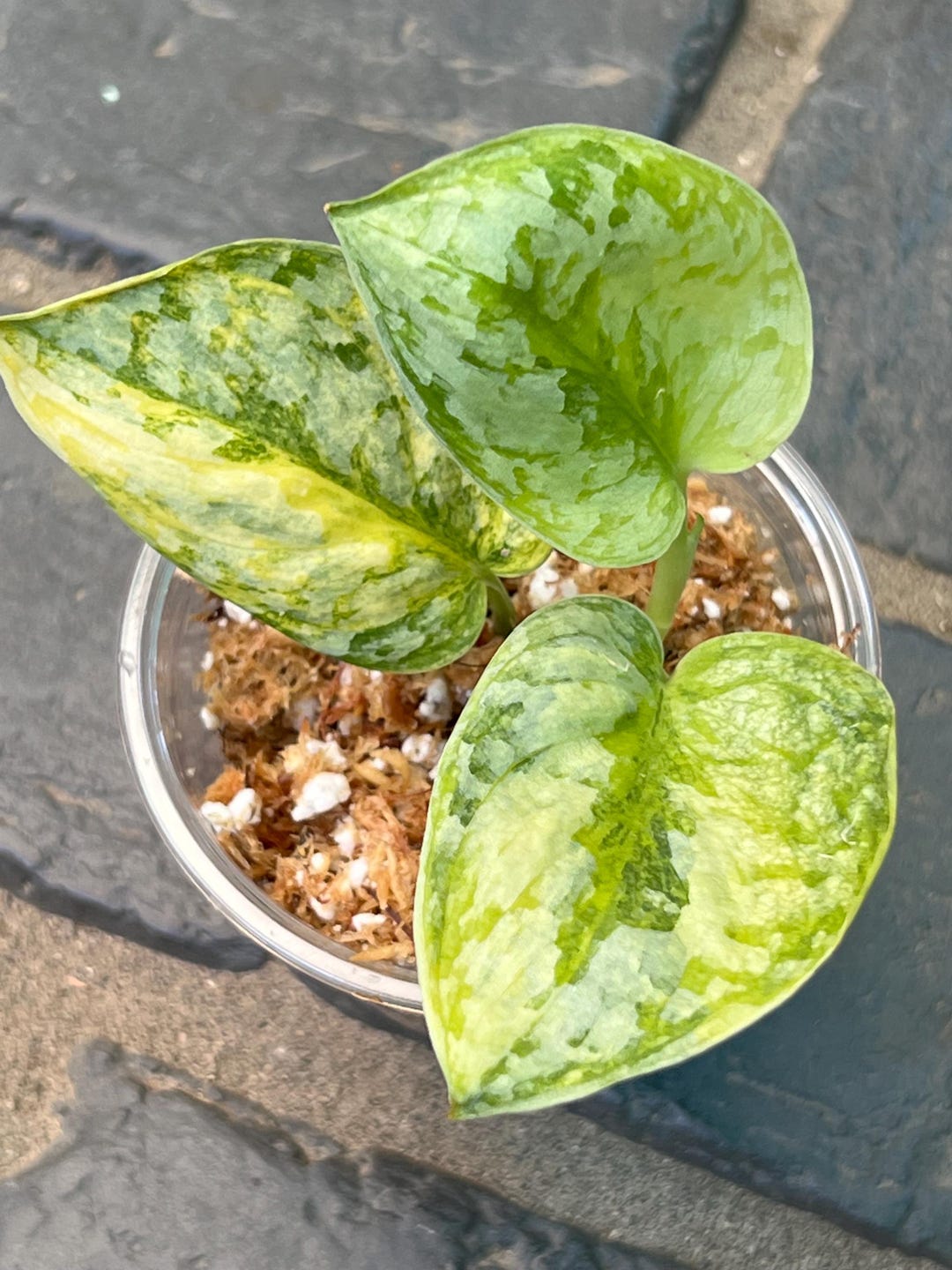 US SELLER Scindapsus Geulis - Etsy