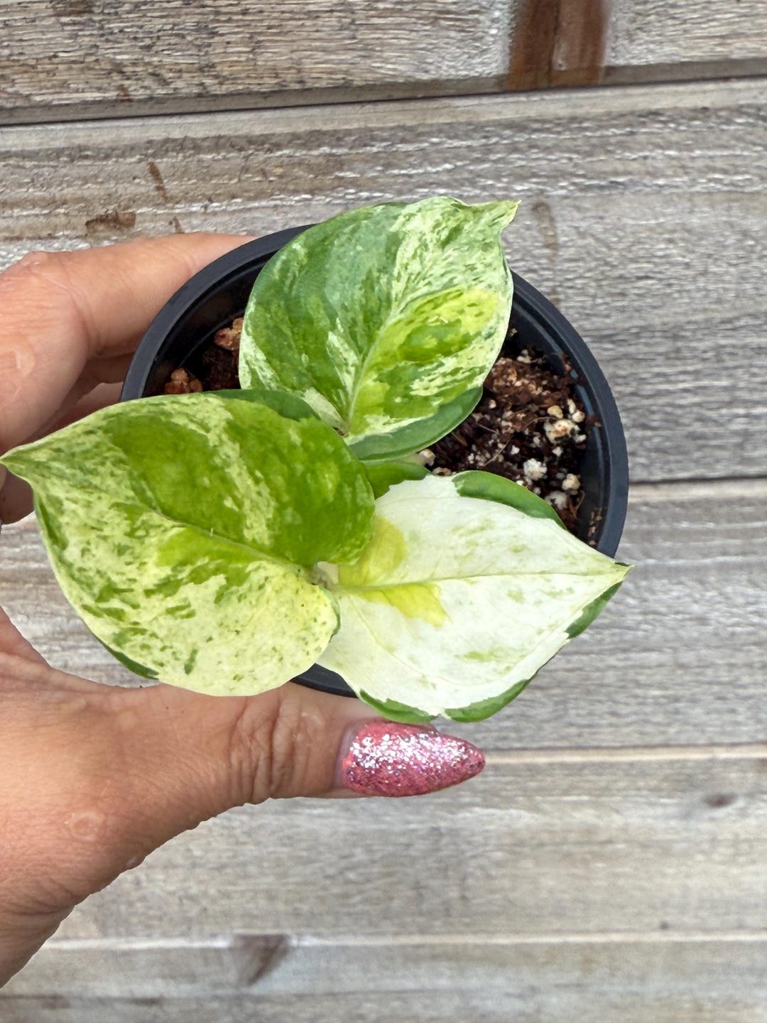 Japanese Global Pothos - Etsy