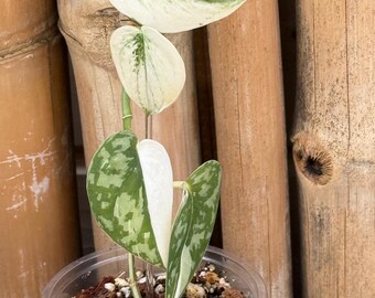US SELLER Scindapsus Tembaga - Etsy