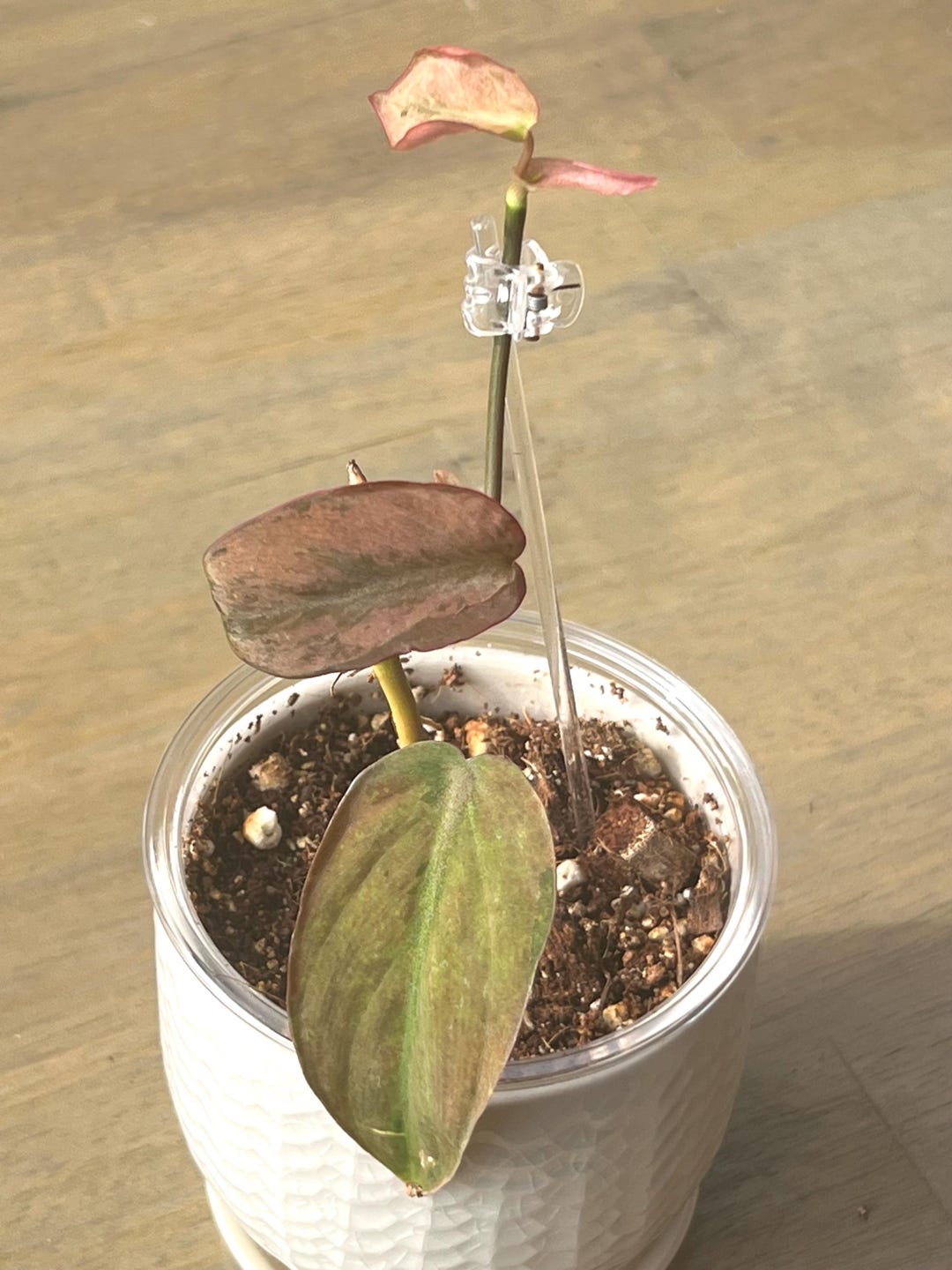 Philodendron Variegated Mint Micans - Etsy