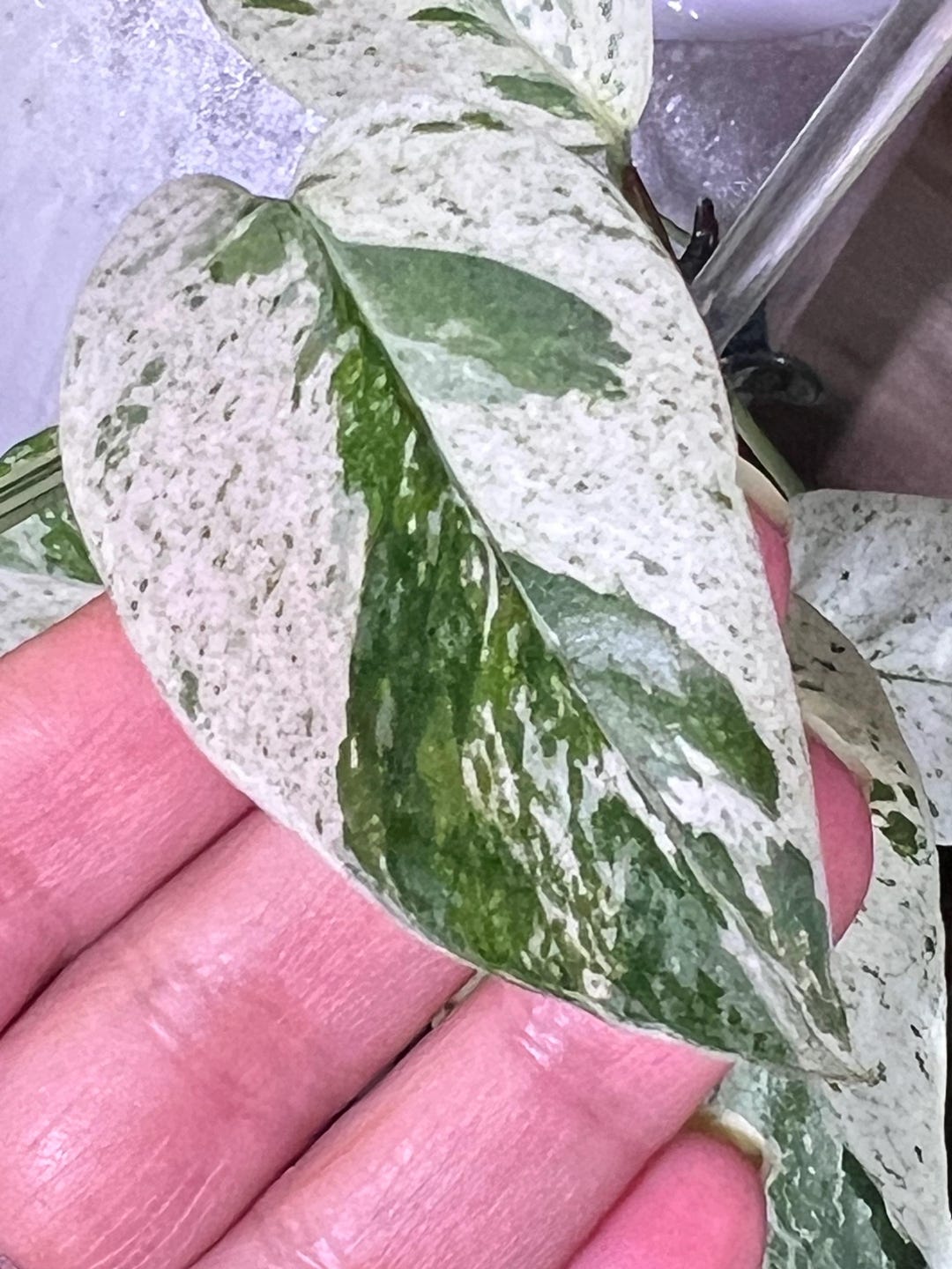 Epipremnum Hanoman Sp. Bali Cutting (unrooted) Grower's Choice - Etsy