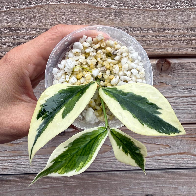 Fishtail Hoya - Etsy