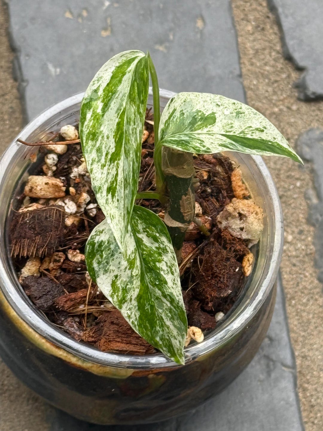 Epipremnum Hanoman Sp. Bali - Etsy