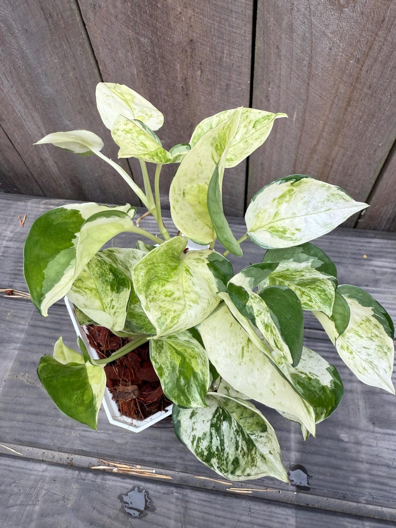 Japanese Global Pothos Unrooted Cutting (one Node, One Leaf) Grower’s ...