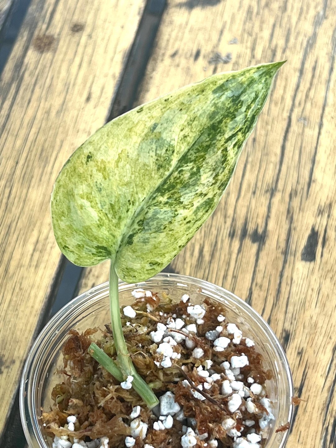 US SELLER Scindapsus Tembaga Rooted Cutting - Etsy