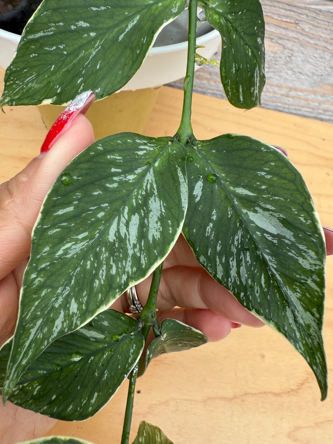 Hoya Polyneura Jasminka Variegated Unrooted Cutting - Grower's Choice ...