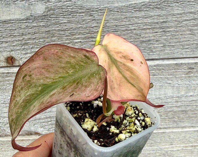 Philodendron Variegated Mint Micans - Etsy