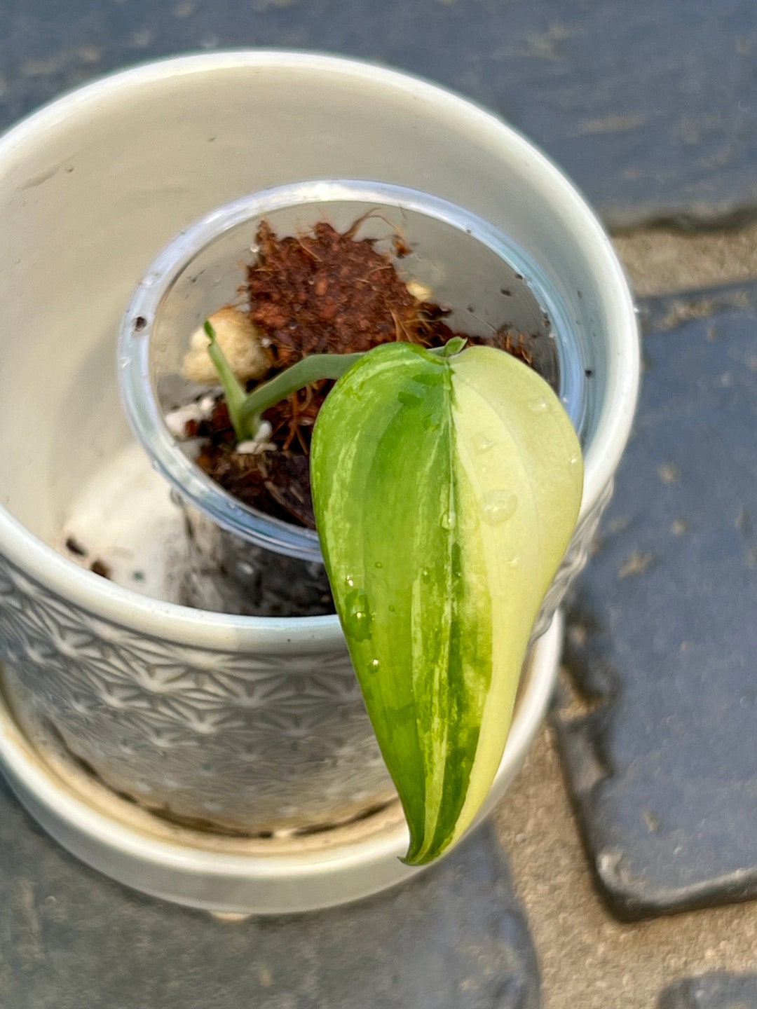 US SELLER Scindapsus Hederaceus Aurea - Etsy