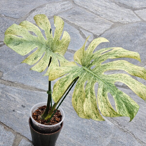 Monstera Deliciosa Mint - Etsy