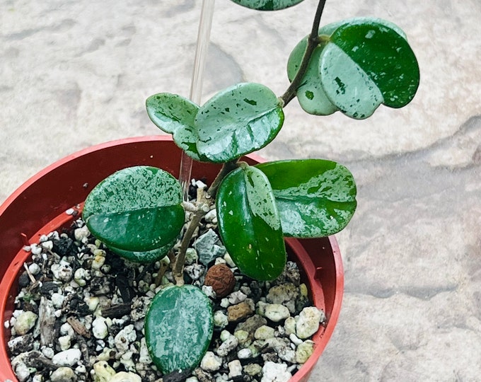 Hoya Mathilde Splash - Etsy