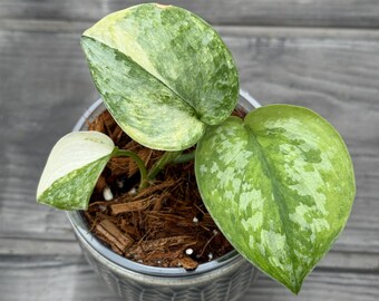US SELLER Scindapsus Tembaga - Etsy