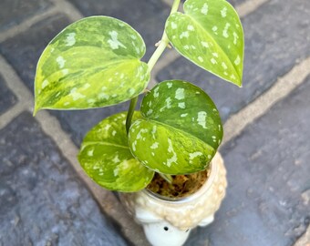 US SELLER Scindapsus Tembaga - Etsy