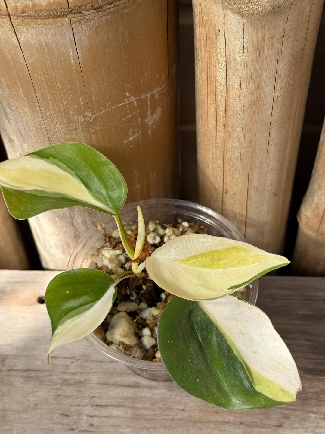 Philodendron Gabby - Etsy
