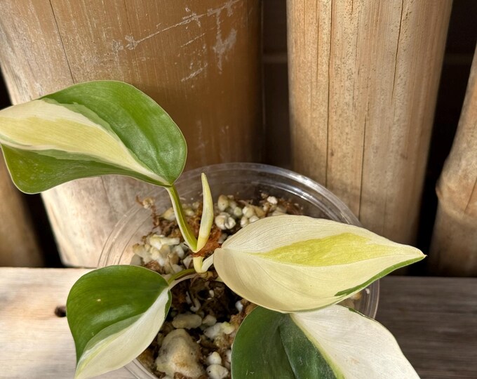 Philodendron Gabby - Etsy