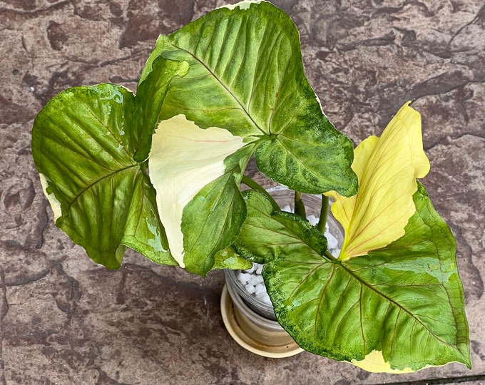 US SELLER Syngonium Orm Thong/ Mango Allusion Variegated - Etsy