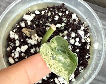 US SELLER Scindapsus Tembaga - Etsy