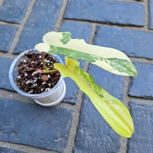 US SELLER Philodendron Florida Beauty X Mayoi - Etsy