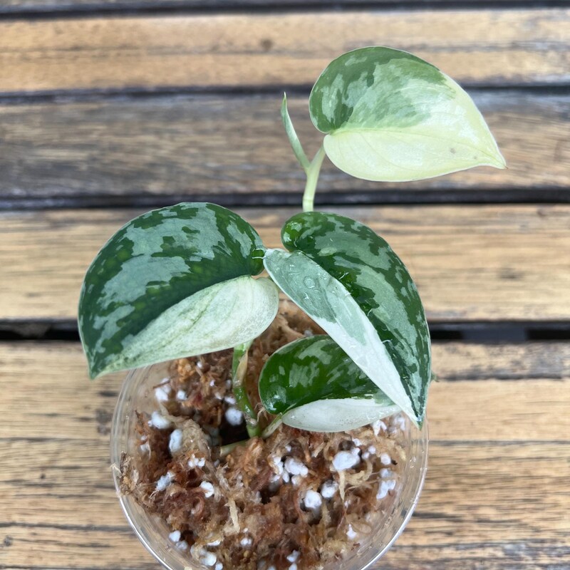 Scindapsus - Etsy
