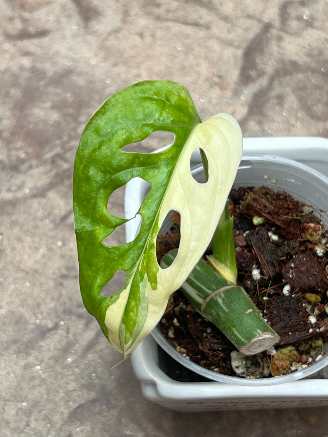 Monstera Adansonii Albo - Etsy