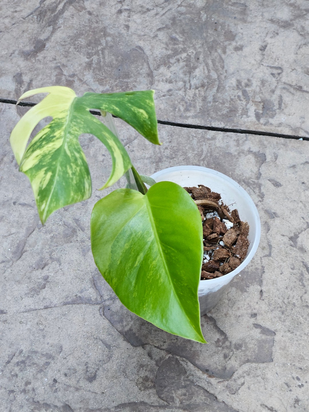 Monstera Aurea - Etsy