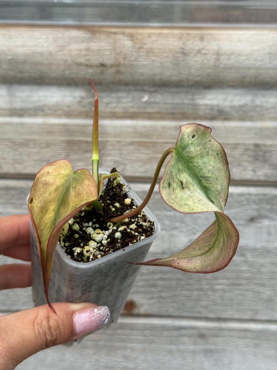 Philodendron Variegated Mint Micans - Etsy