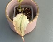 Philodendron micans "Mint" variegated - Species Stats & Listings for ...