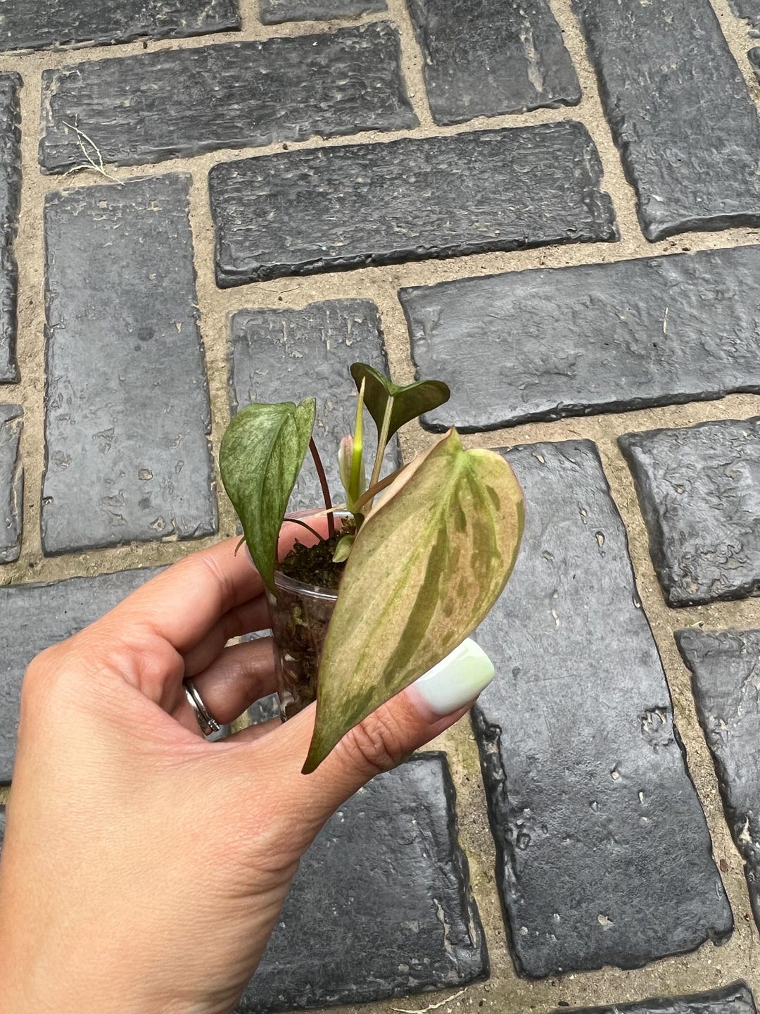 Philodendron Variegated Mint Micans - Etsy