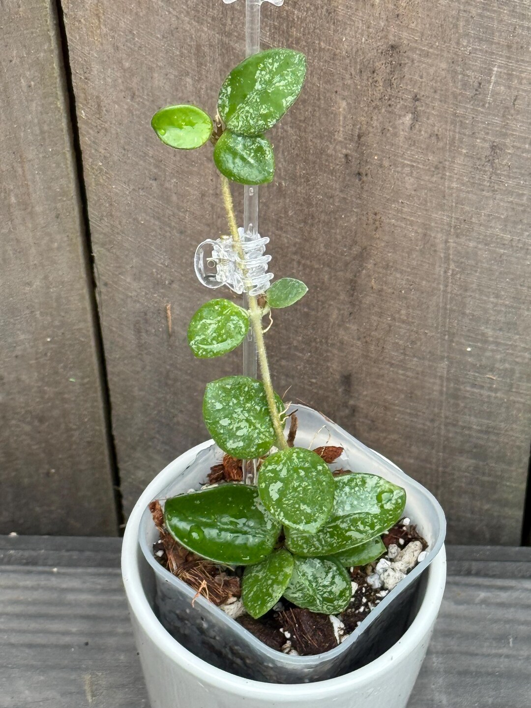 Hoya Mathilde Splash - Etsy