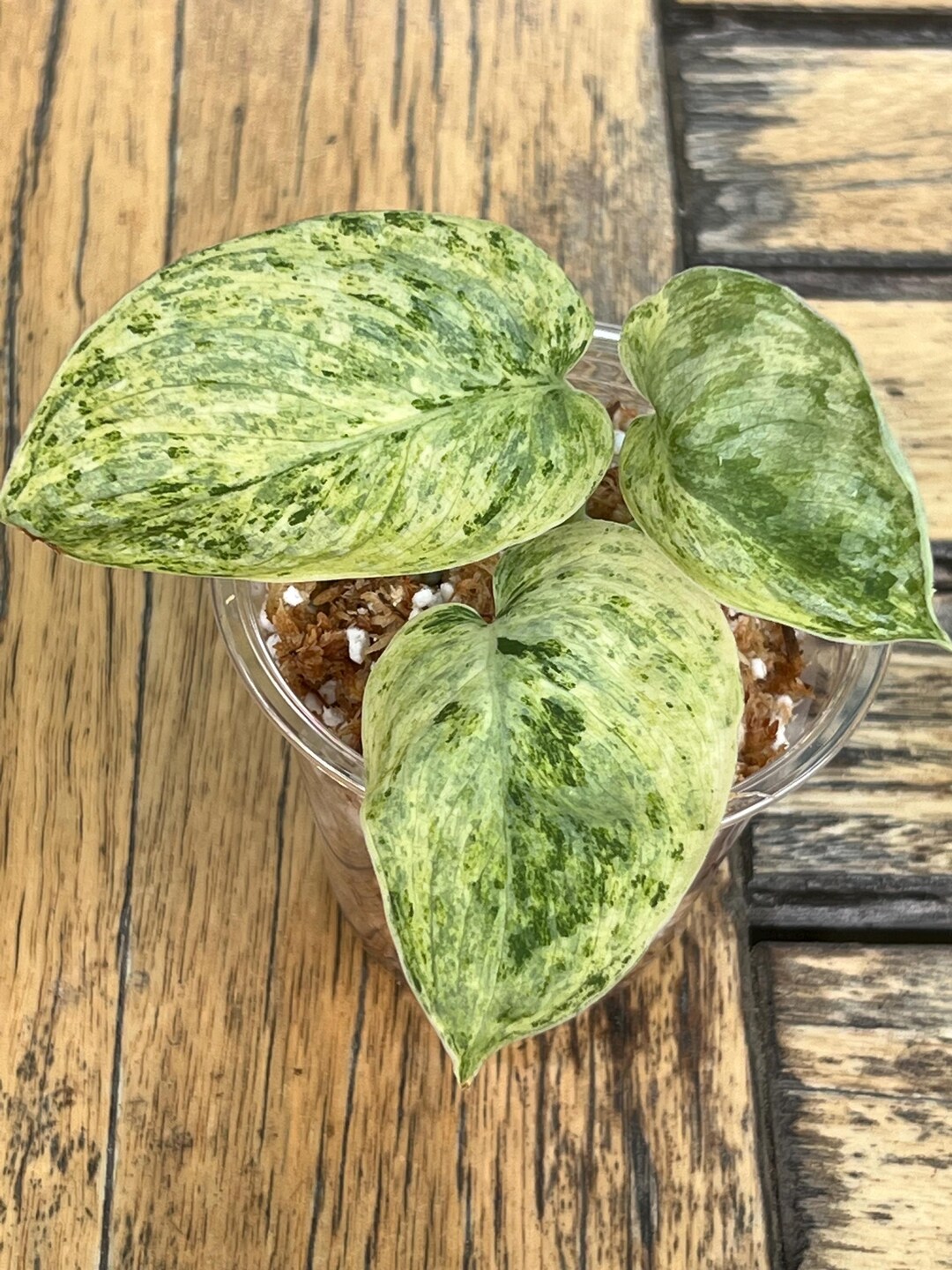 US SELLER Scindapsus Tembaga Bottom - Etsy