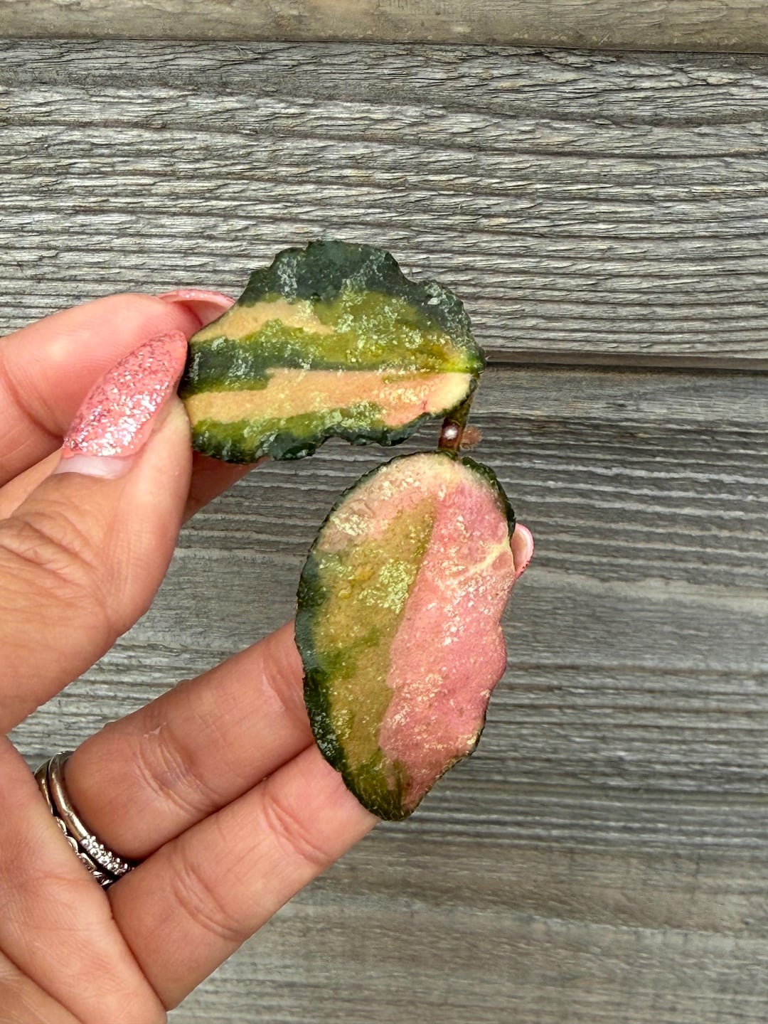 Hoya Caudata Variegated Unrooted Cutting (1 Node, 2 Leaves - Grower’s ...